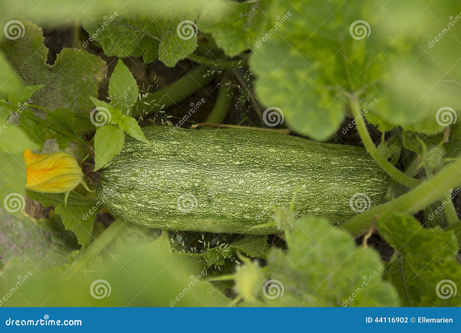 Closeup View of Mature Zucchini Stock Photo - Image of stem, marrow ...