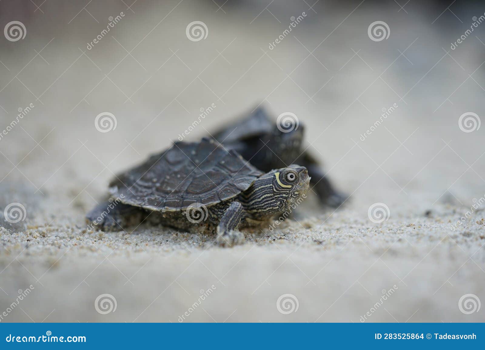 Closeup View of Mississippi Map Turtle Stock Photo - Image of desert ...