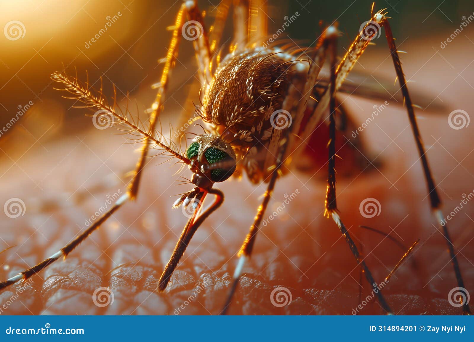 Closeup View of a Mosquito Biting Human Skin Stock Illustration ...