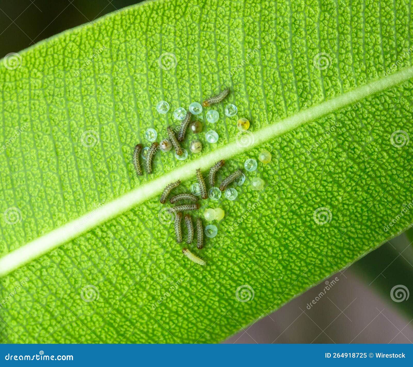 Closeup View of a Newly Hatching Caterpillars on a Green Leaf Stock ...