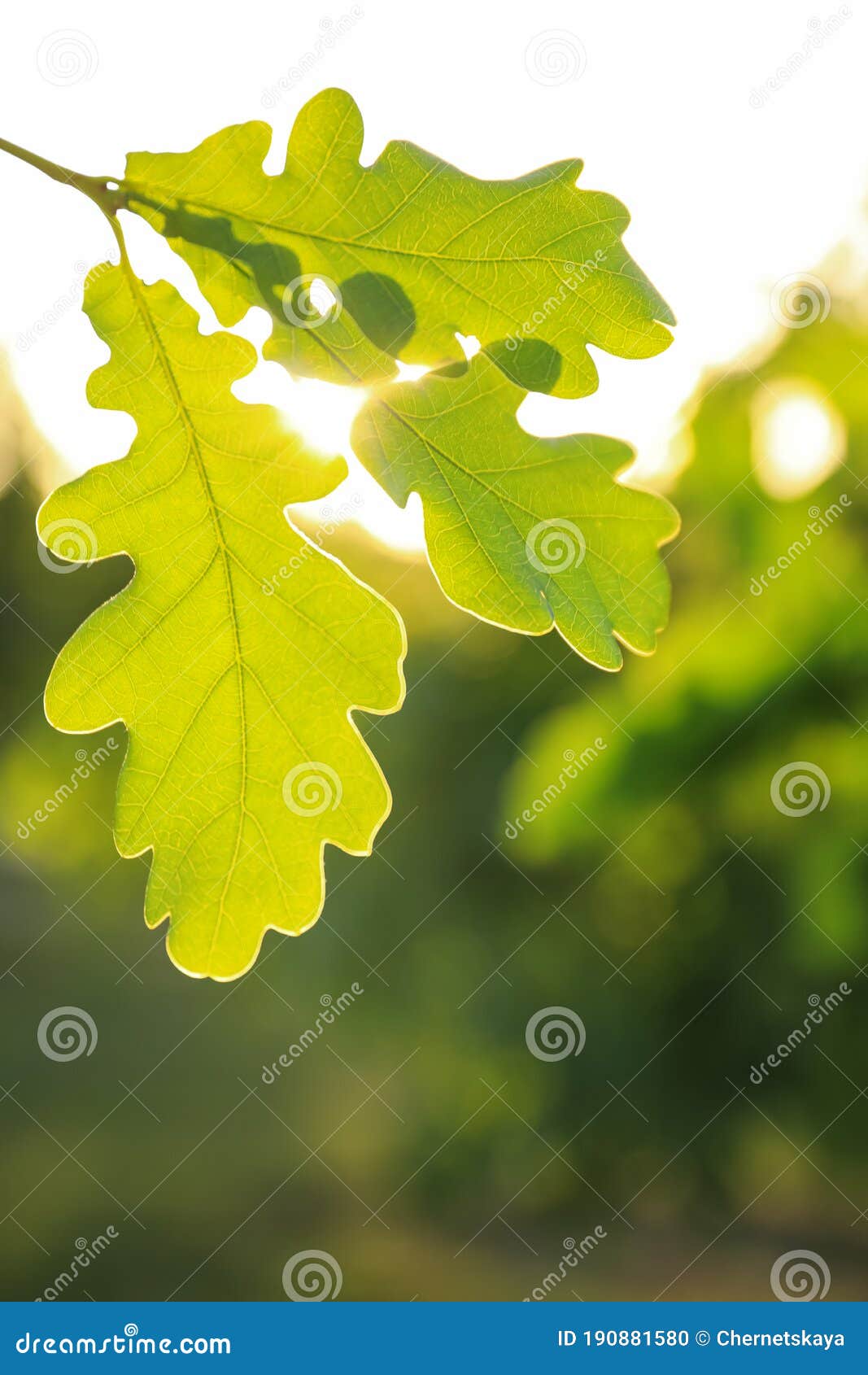 Closeup View of Oak Tree with Young Fresh Leaves Outdoors on Spring Day ...