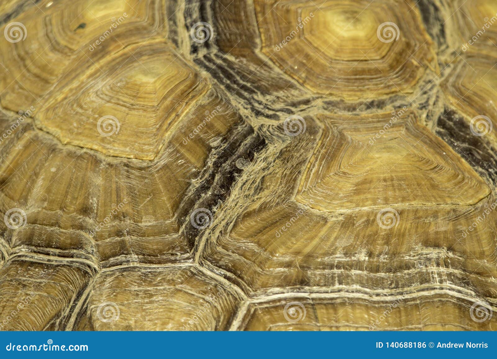 Turtle Scales stock photo. Image of patterned, ancient - 140688186