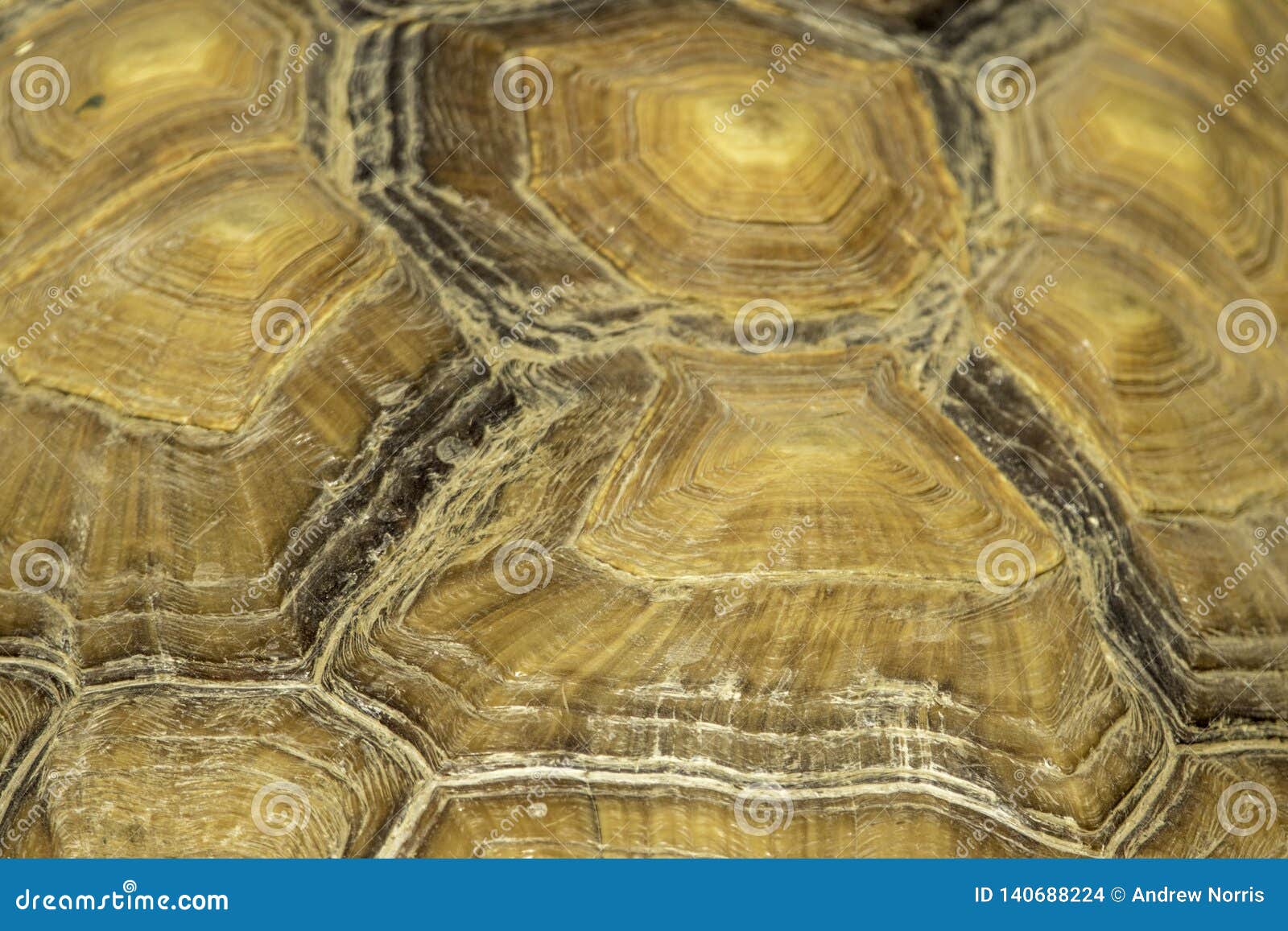 Turtle Scales stock photo. Image of carapace, black - 140688224
