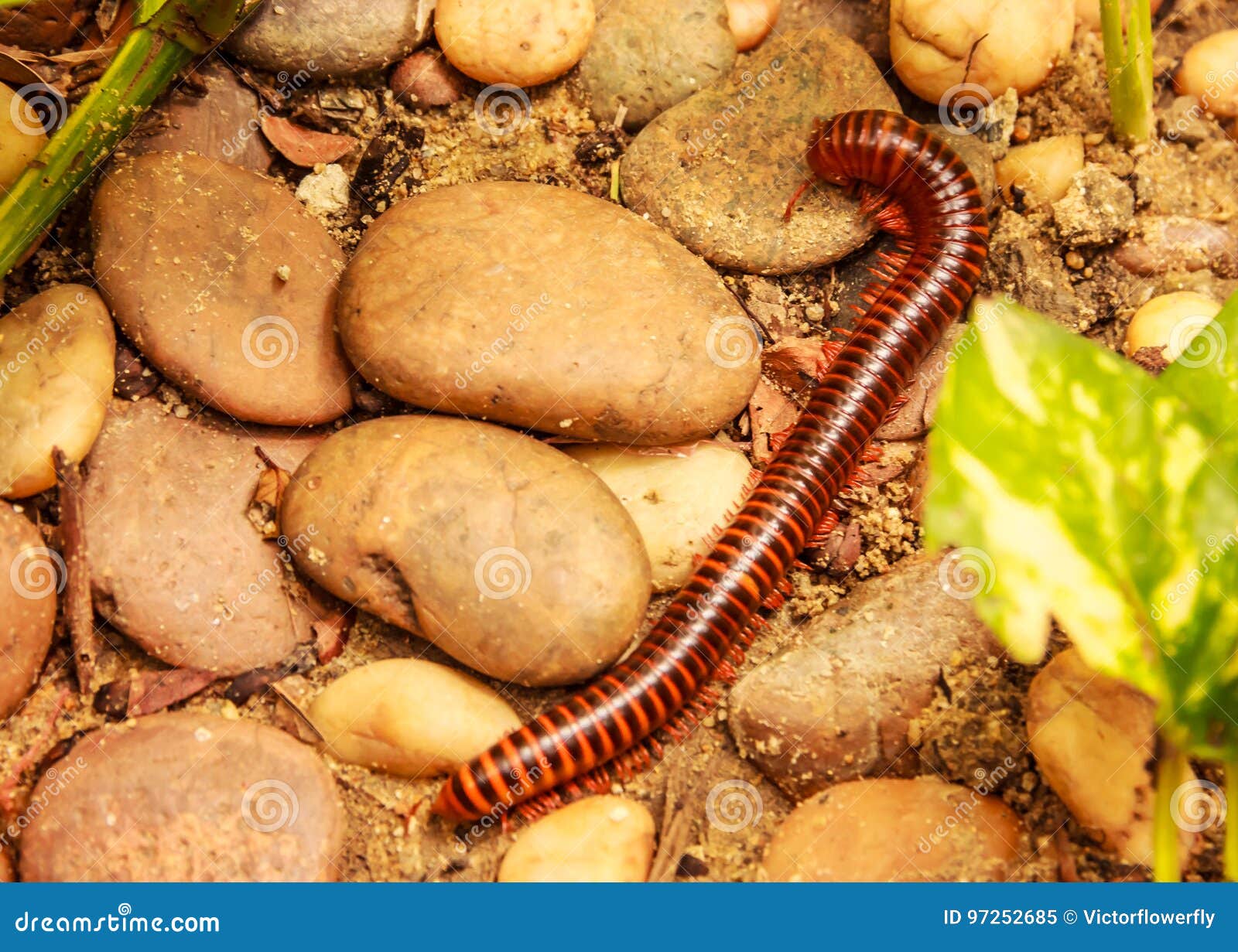 Closeup View of Orange and Brown Millipede Crawling on the Ground Under ...