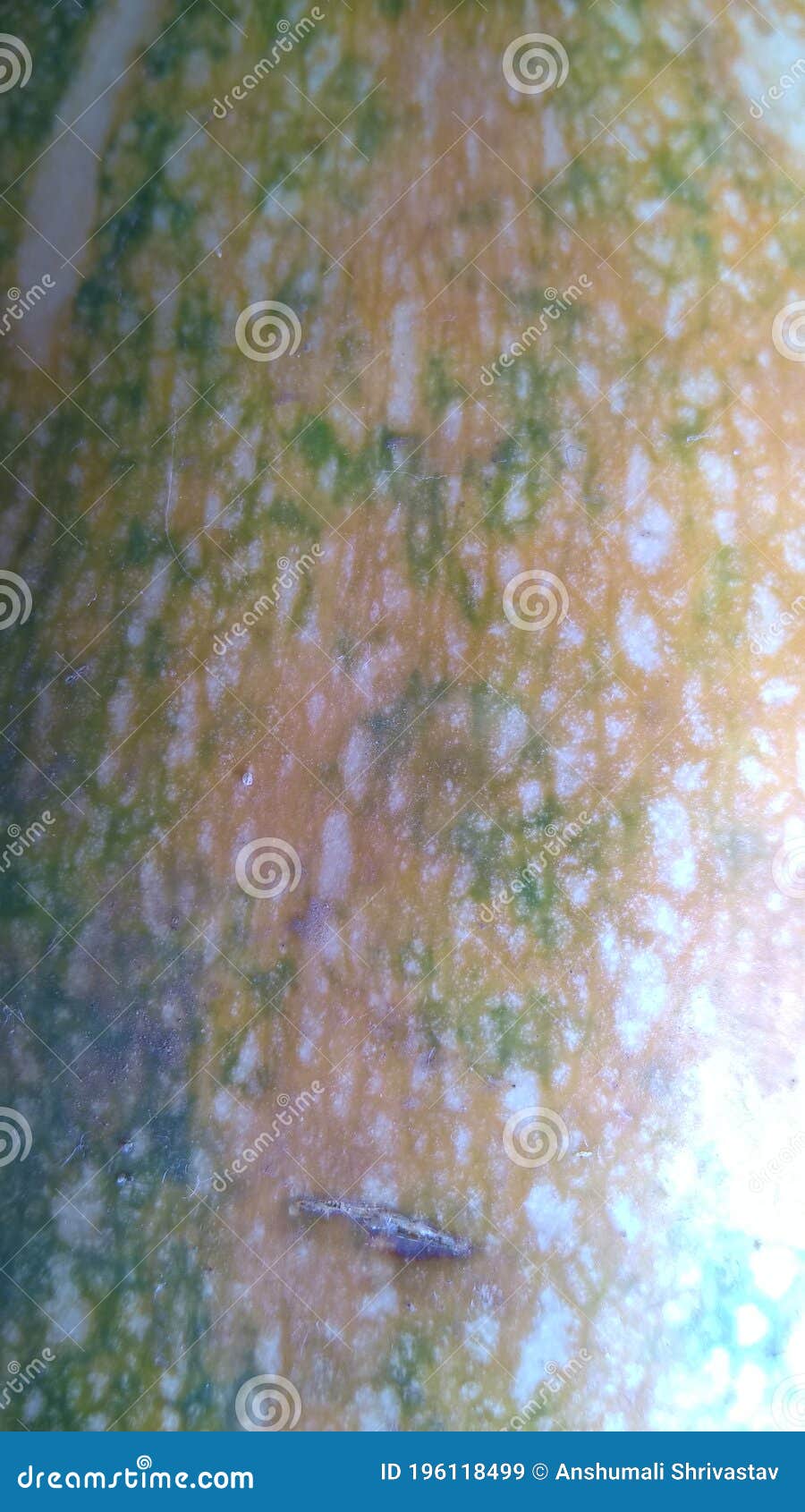 Closeup View of Outer Skin of Raw Vegetable Pumpkin a Cultivar of ...