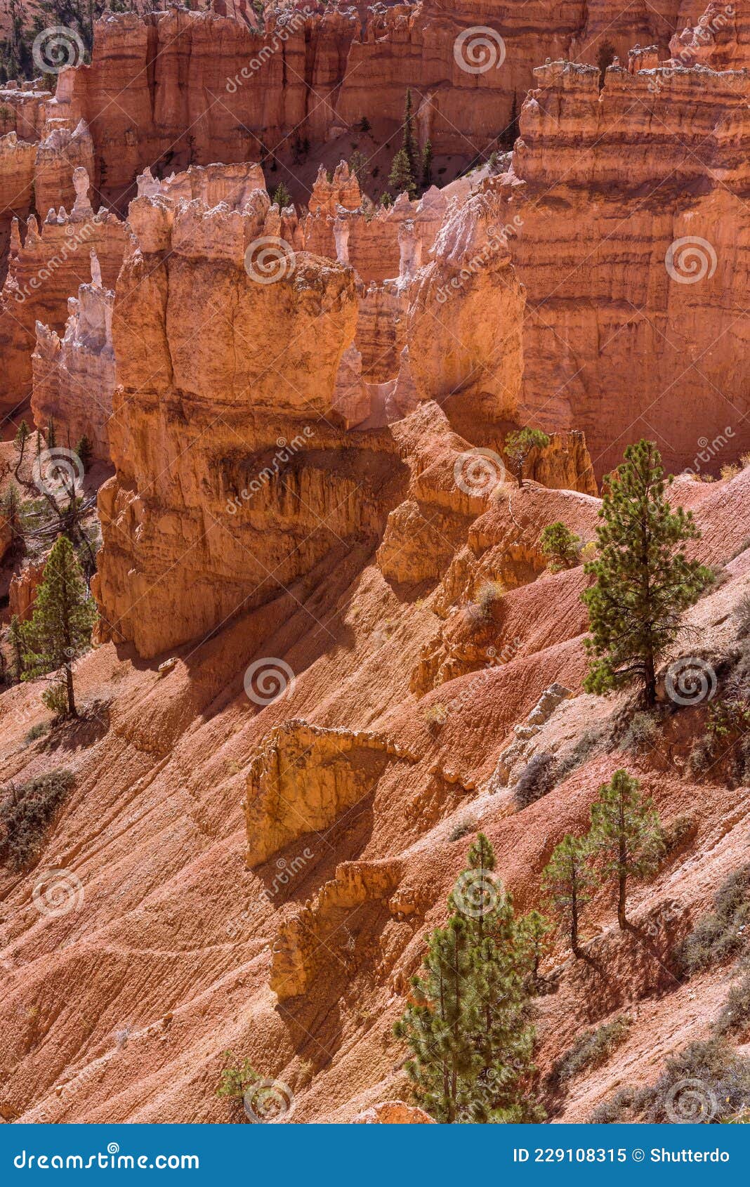 Closeup View of the Pine Trees Growing Along the Ridge Inside Bryce ...