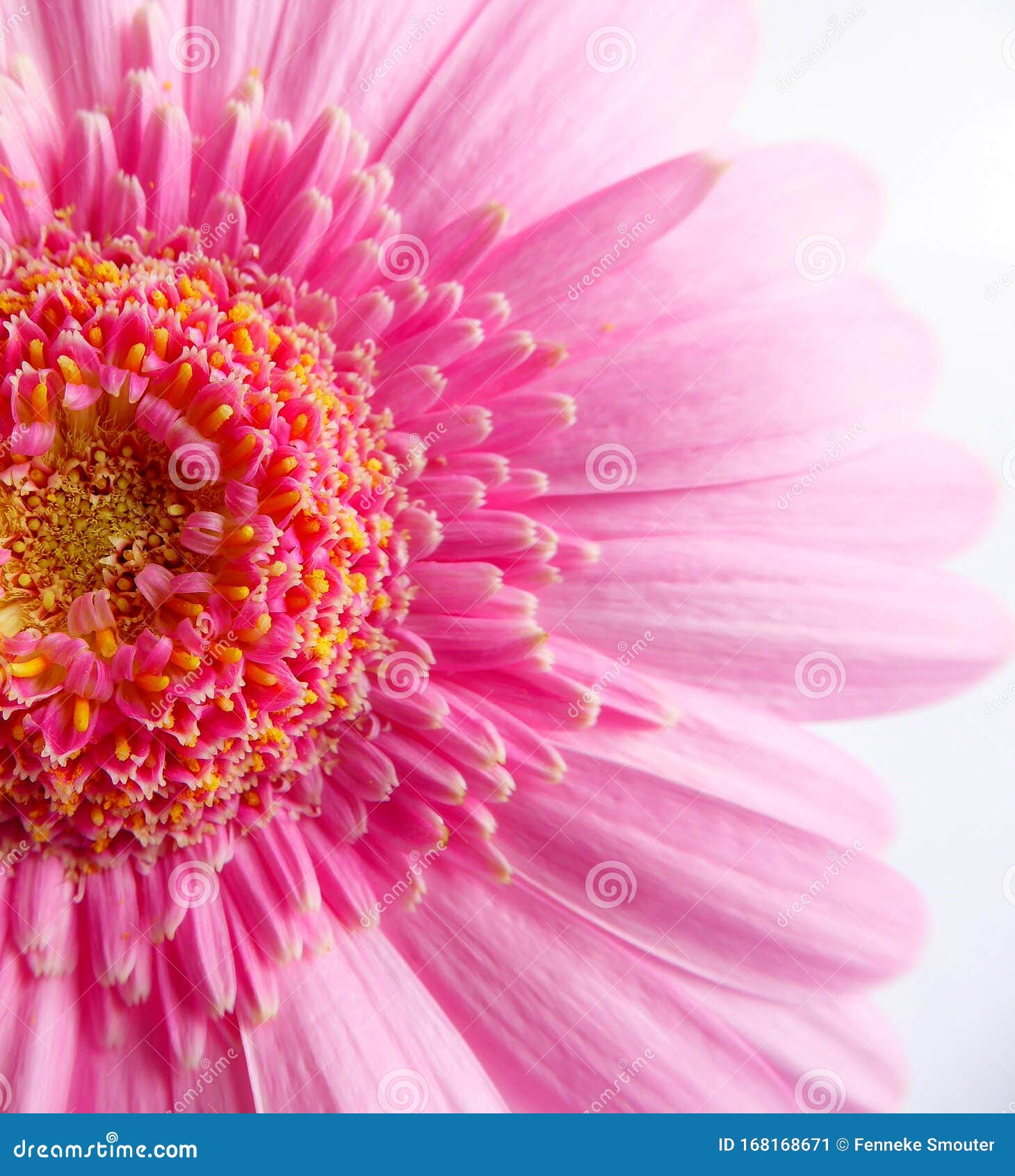 Closeup of the Capitulum of a Pink Gerbera Flower Stock Image - Image ...