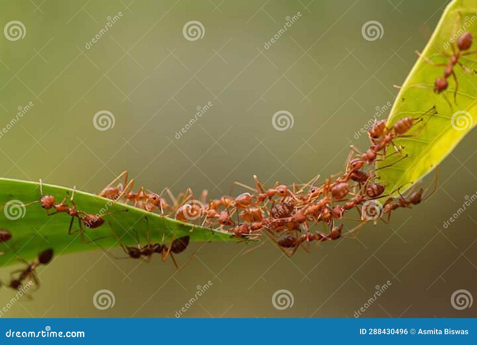 Closeup View of the Power of Unity of Red Ants Stock Photo - Image of ...