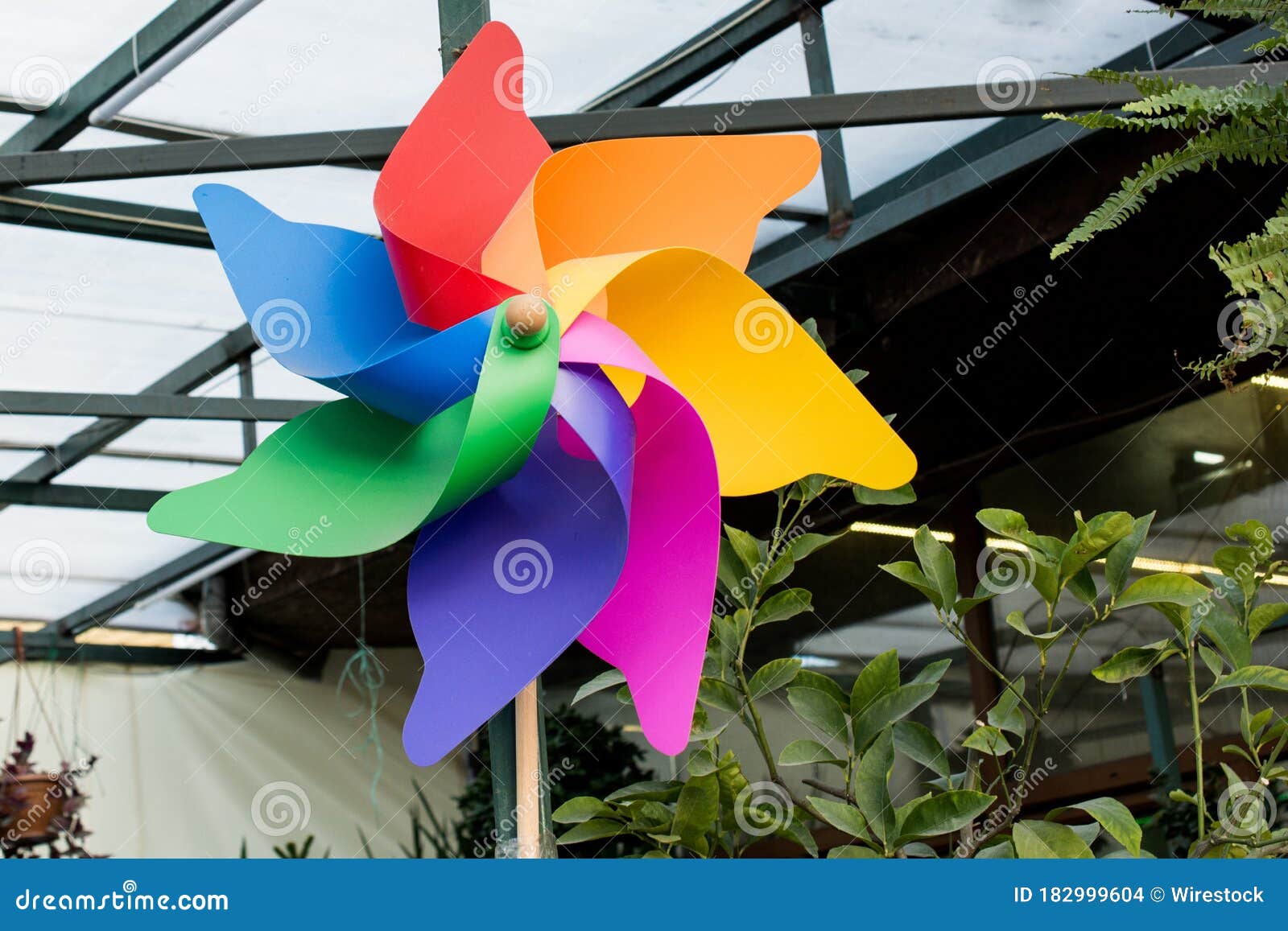 Closeup View of the Rainbow-colored Pinwheel Captured in a Garden Stock ...