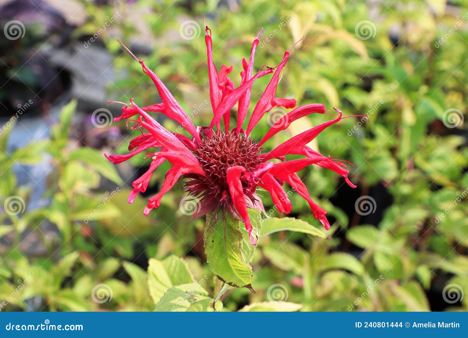 Closeup View of the Red Petals on a Beebalm Plant Stock Photo - Image of landscaping, outdoors ...