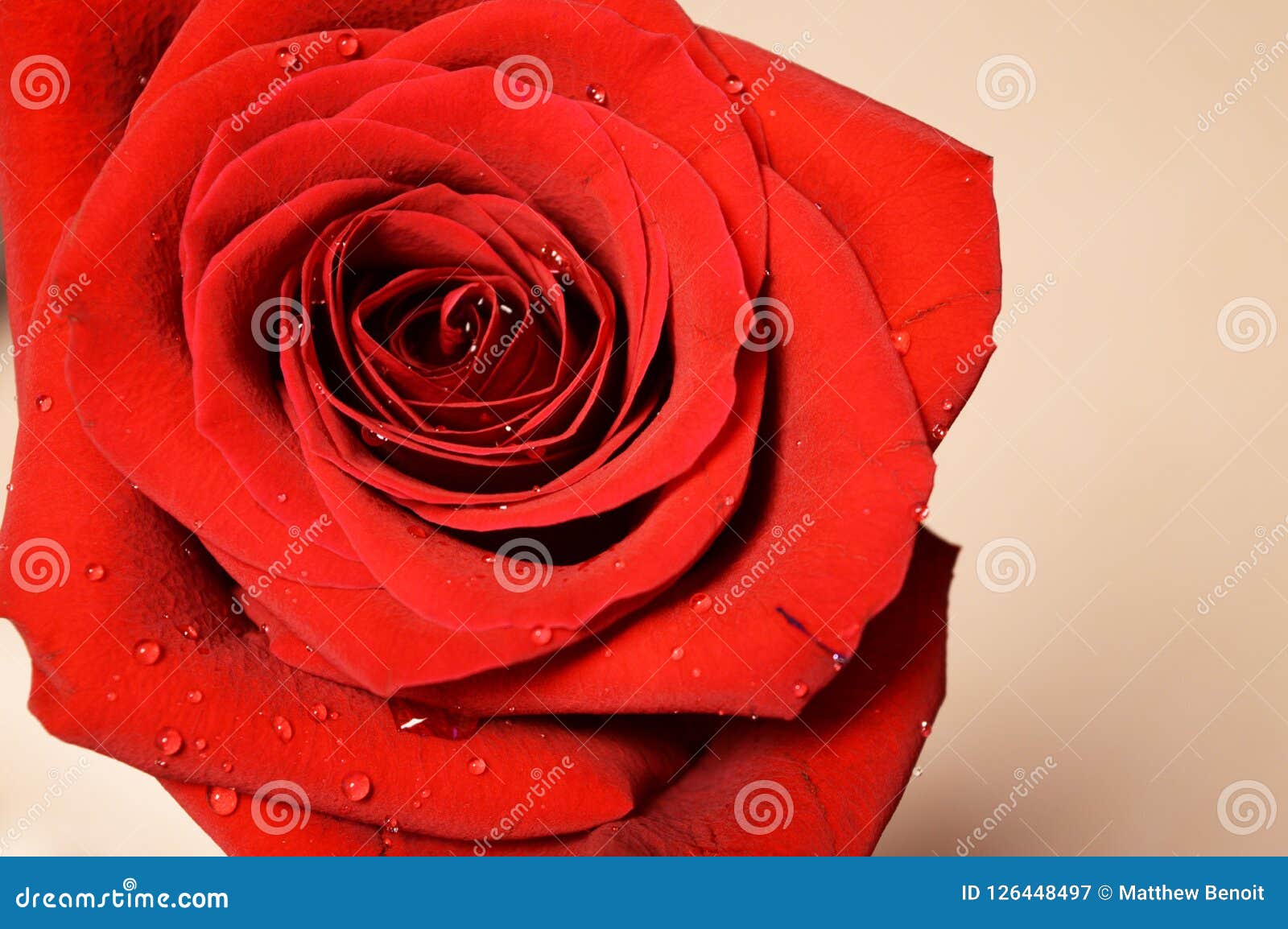 Red Rose Blossom stock image. Image of greeting, closeup - 126448497