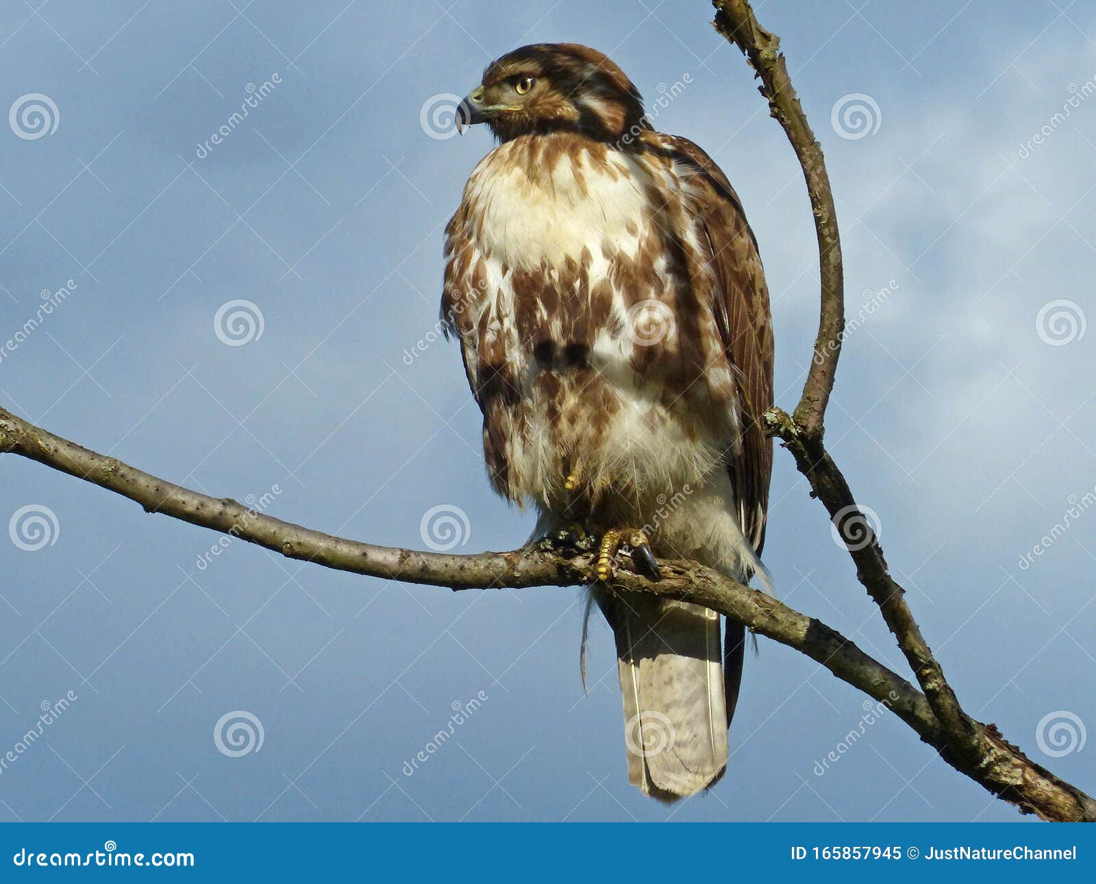 Red Tailed Hawk on Branch stock image. Image of hawk - 165857945