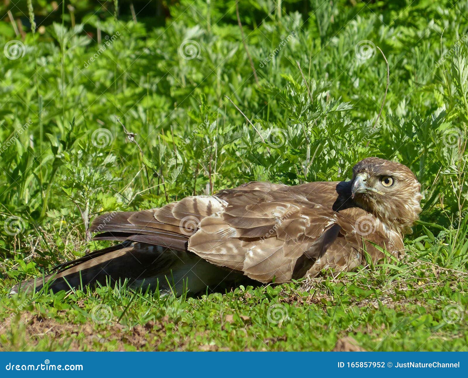 Red Tailed Hawk on Grass 1 stock photo. Image of grass - 165857952