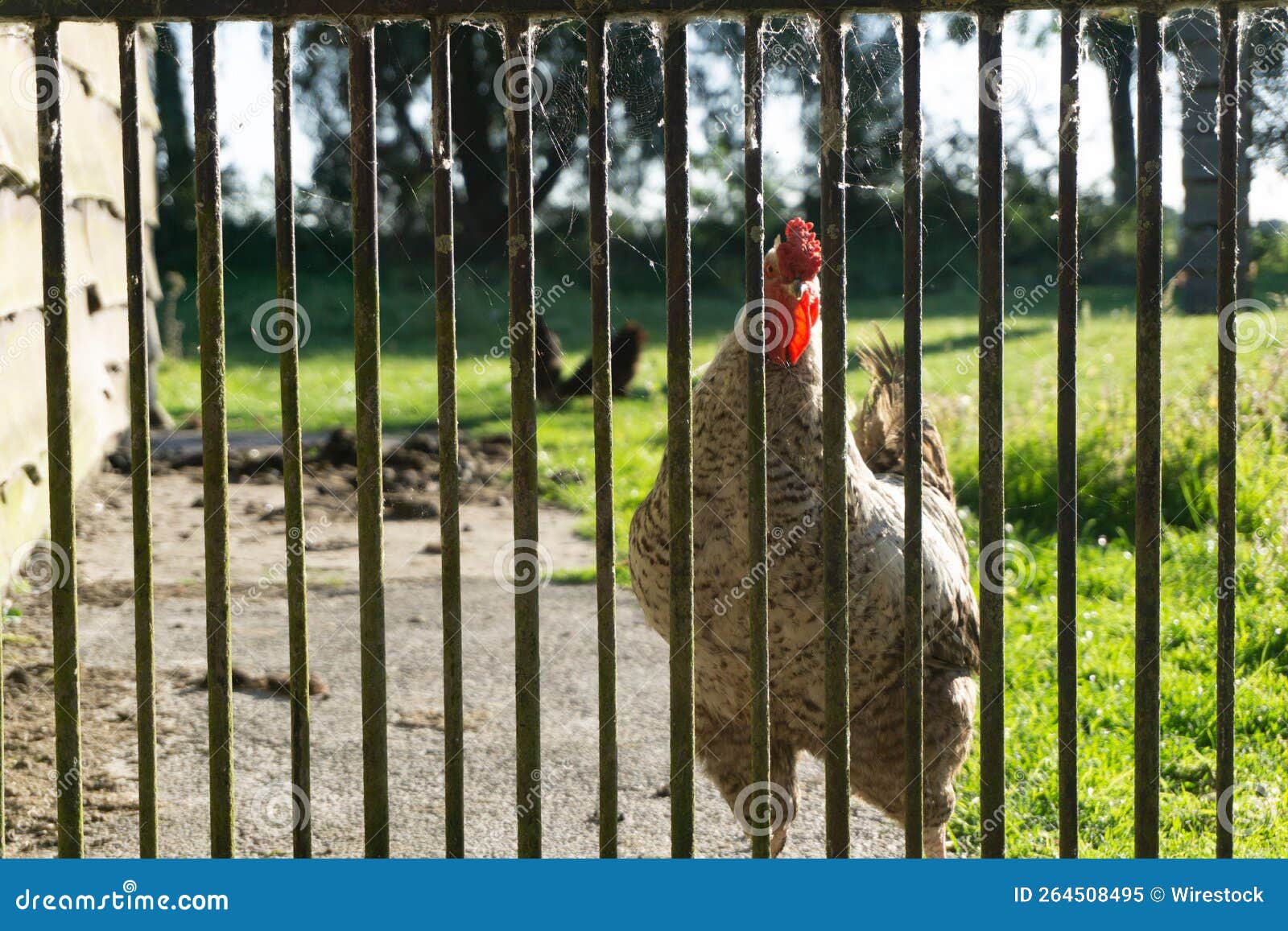 Closeup View of a Rooster Behind a Fence Stock Image - Image of closeup ...