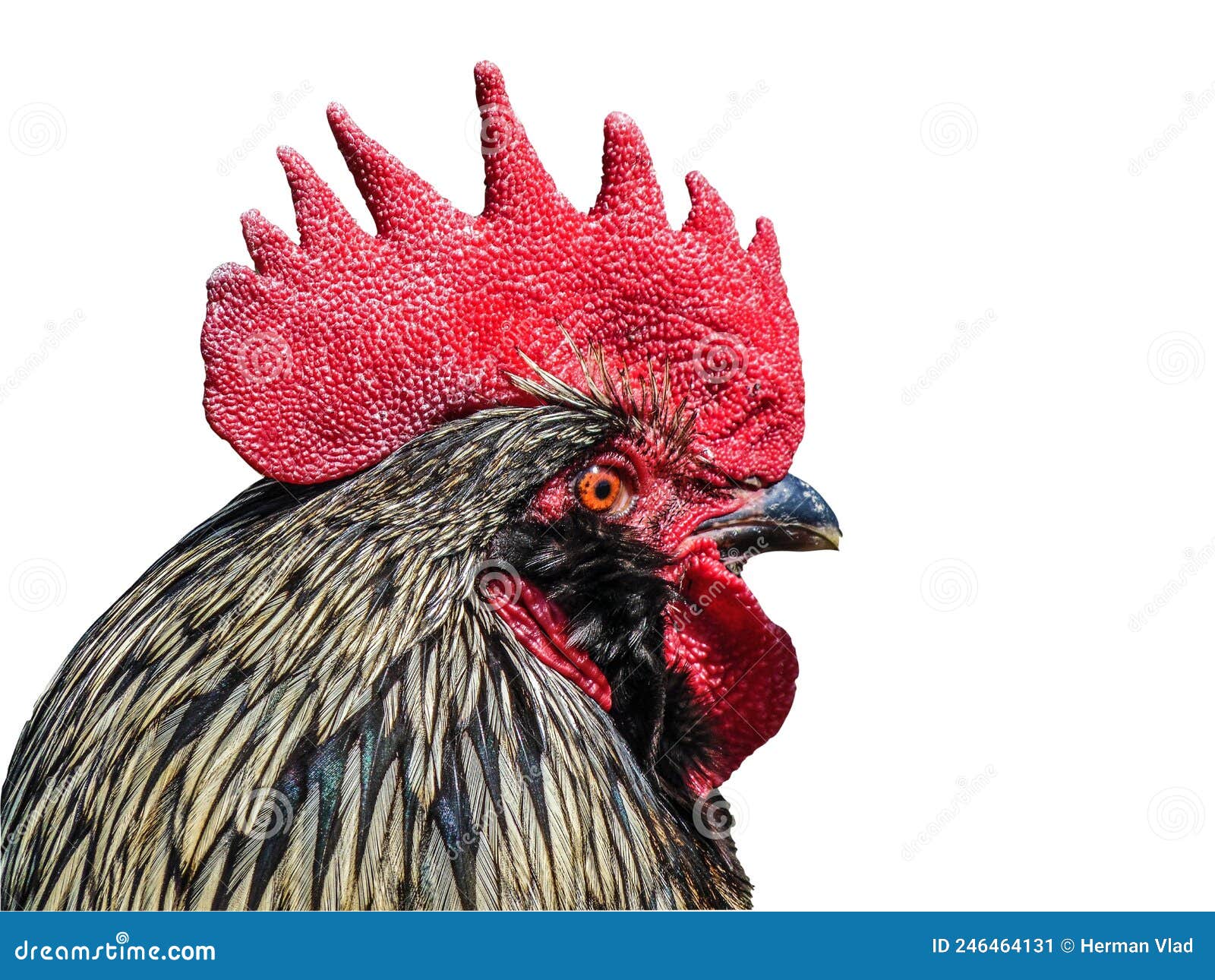 Closeup view of a rooster stock image. Image of farm - 246464131