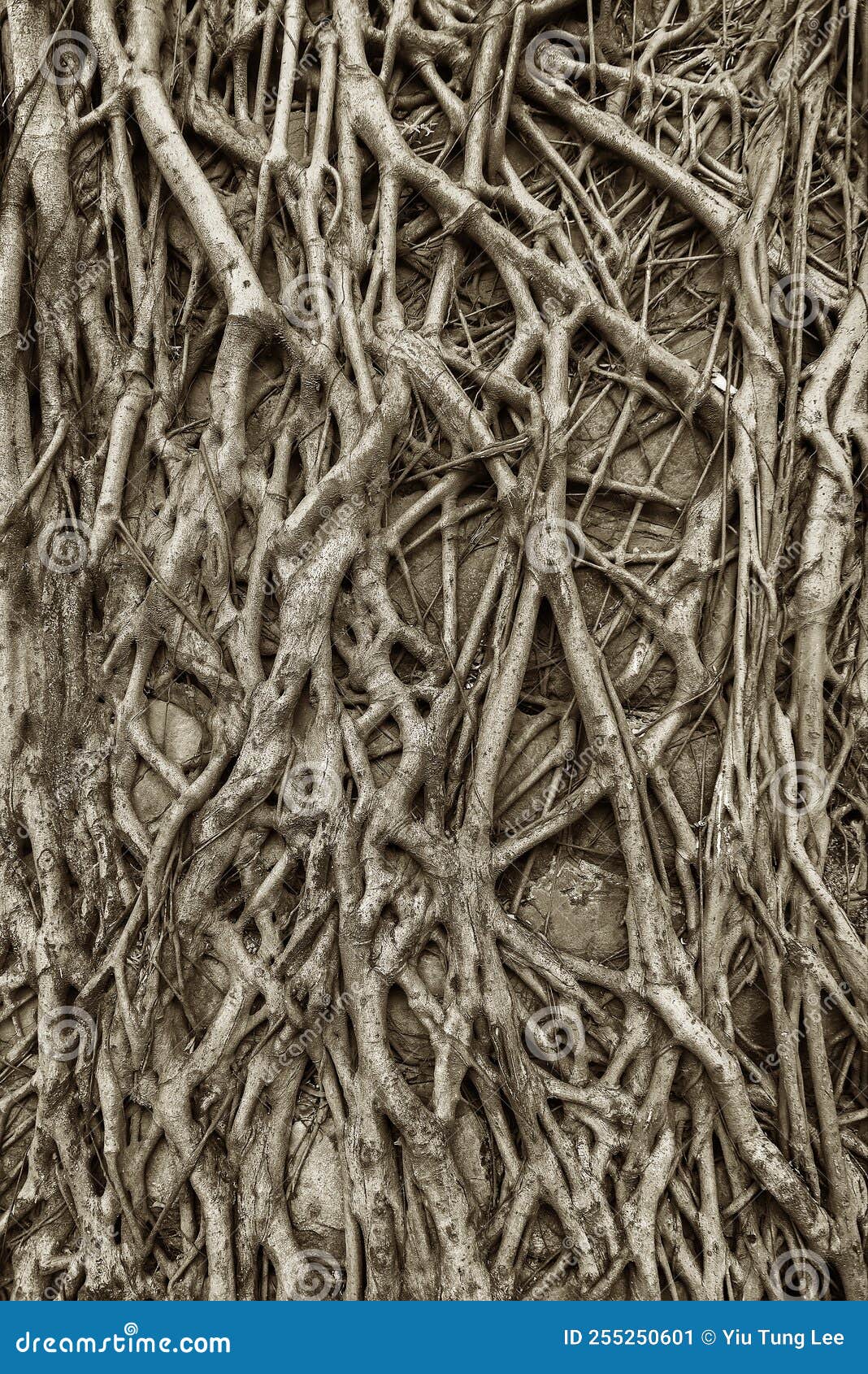 Closeup View of Root of Banyan Tree on Wall Stock Image - Image of ...