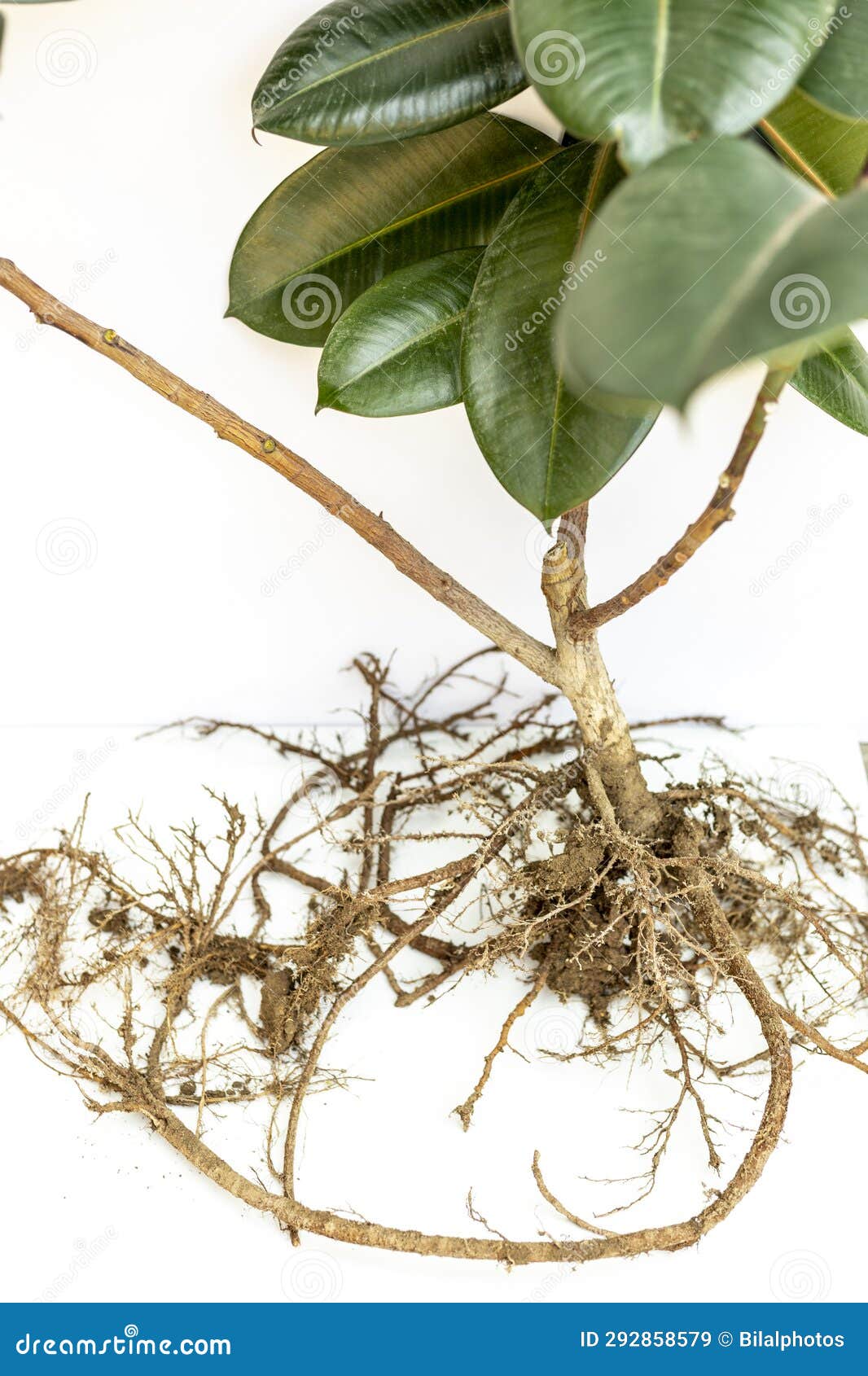 Closeup View of a Root System of Tree Isolated on White Background ...