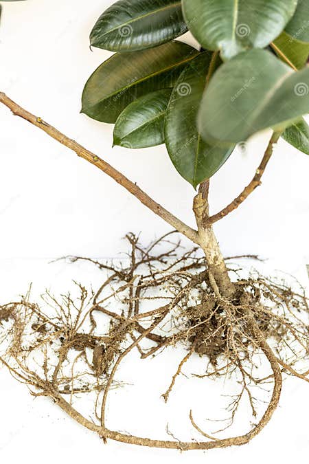 Closeup View of a Root System of Tree Isolated on White Background ...