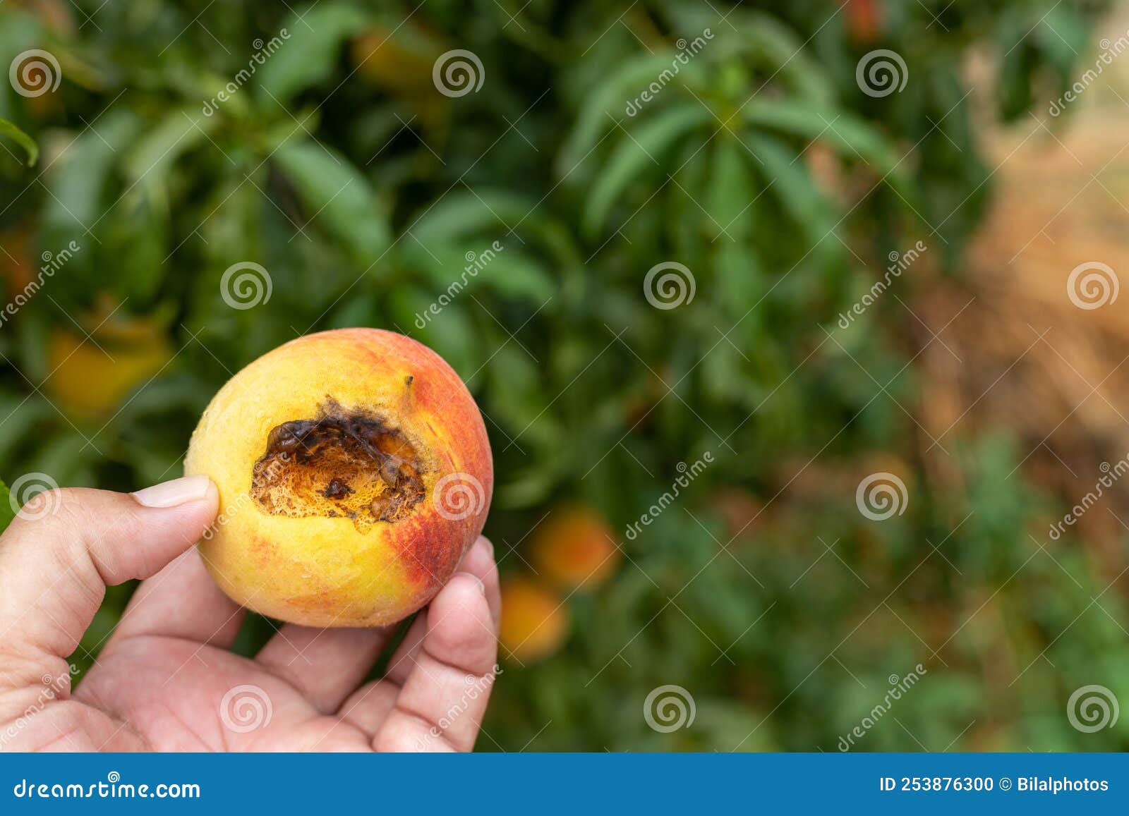Closeup View of a Rotten Peach Examining for Fruit Infection Stock ...