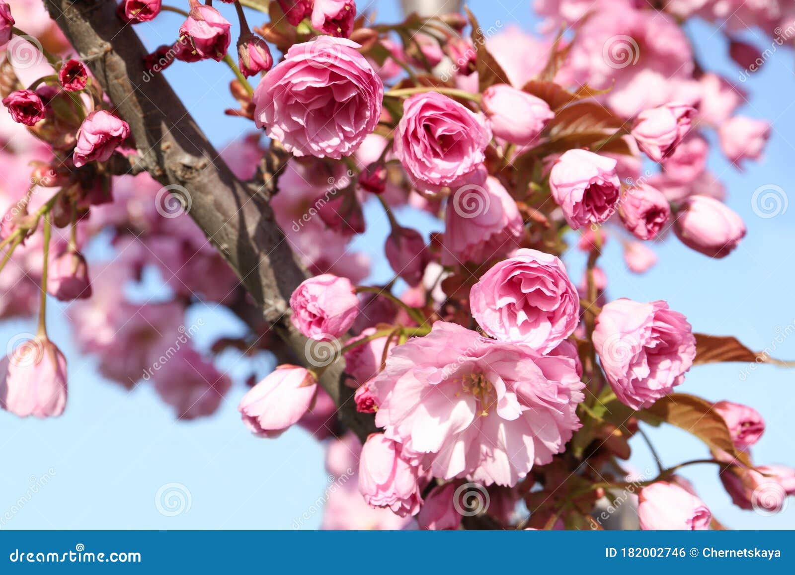 Closeup View of Sakura Tree with Blossom Outdoors. Japanese Cherry ...