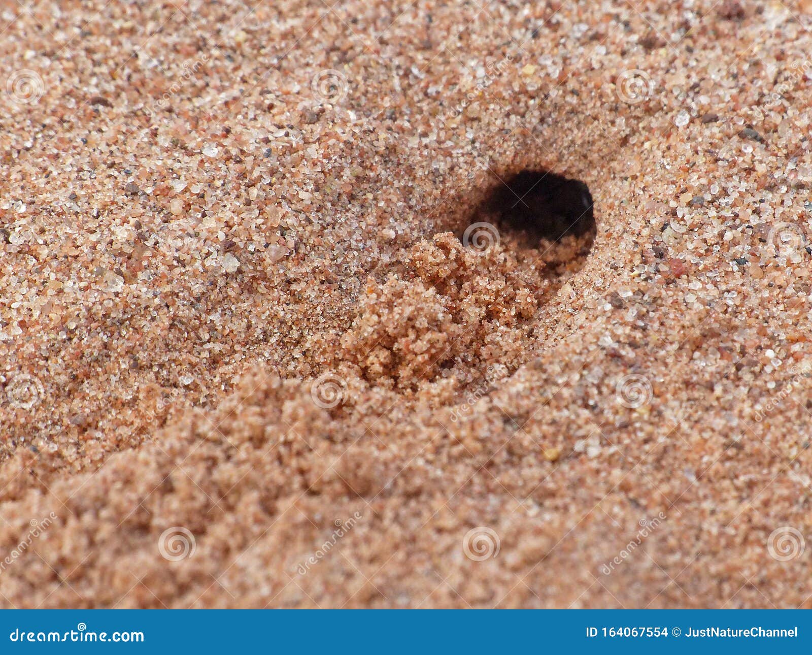 Sand Wasp Burrow stock photo. Image of entrance, wasps - 164067554