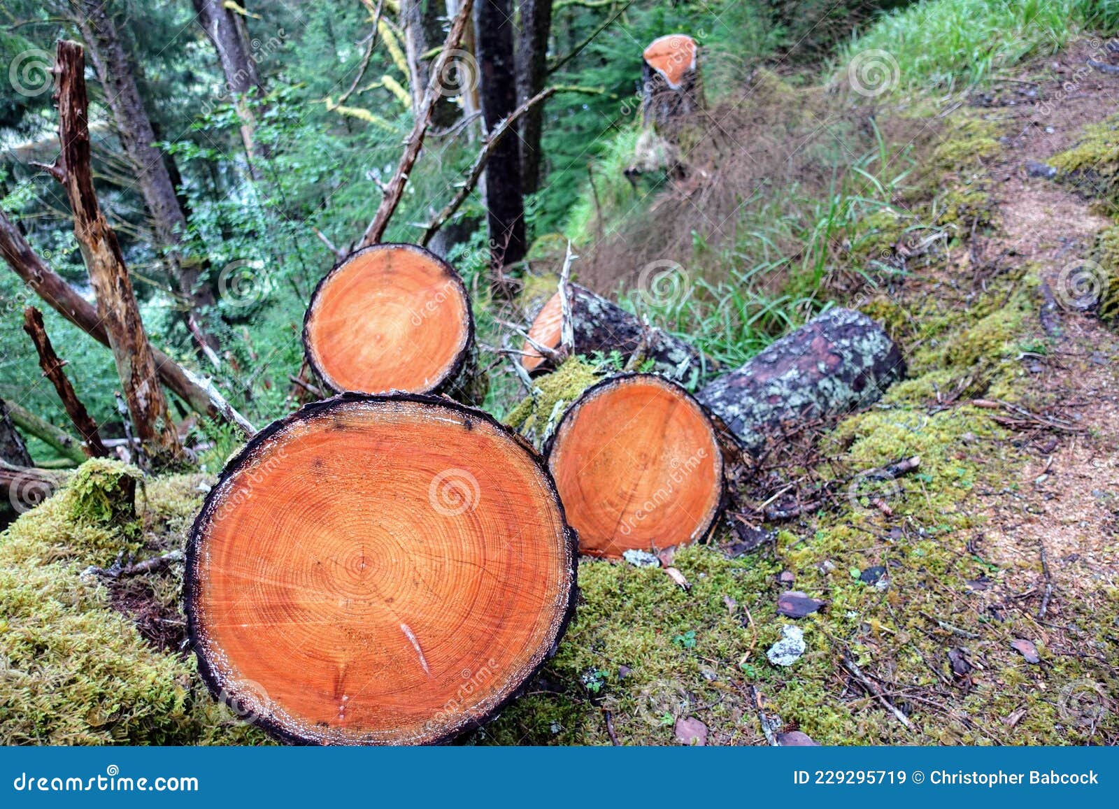 Closeup View of Sawed Cedar Tree Trunks with a Clear View of the Tree ...