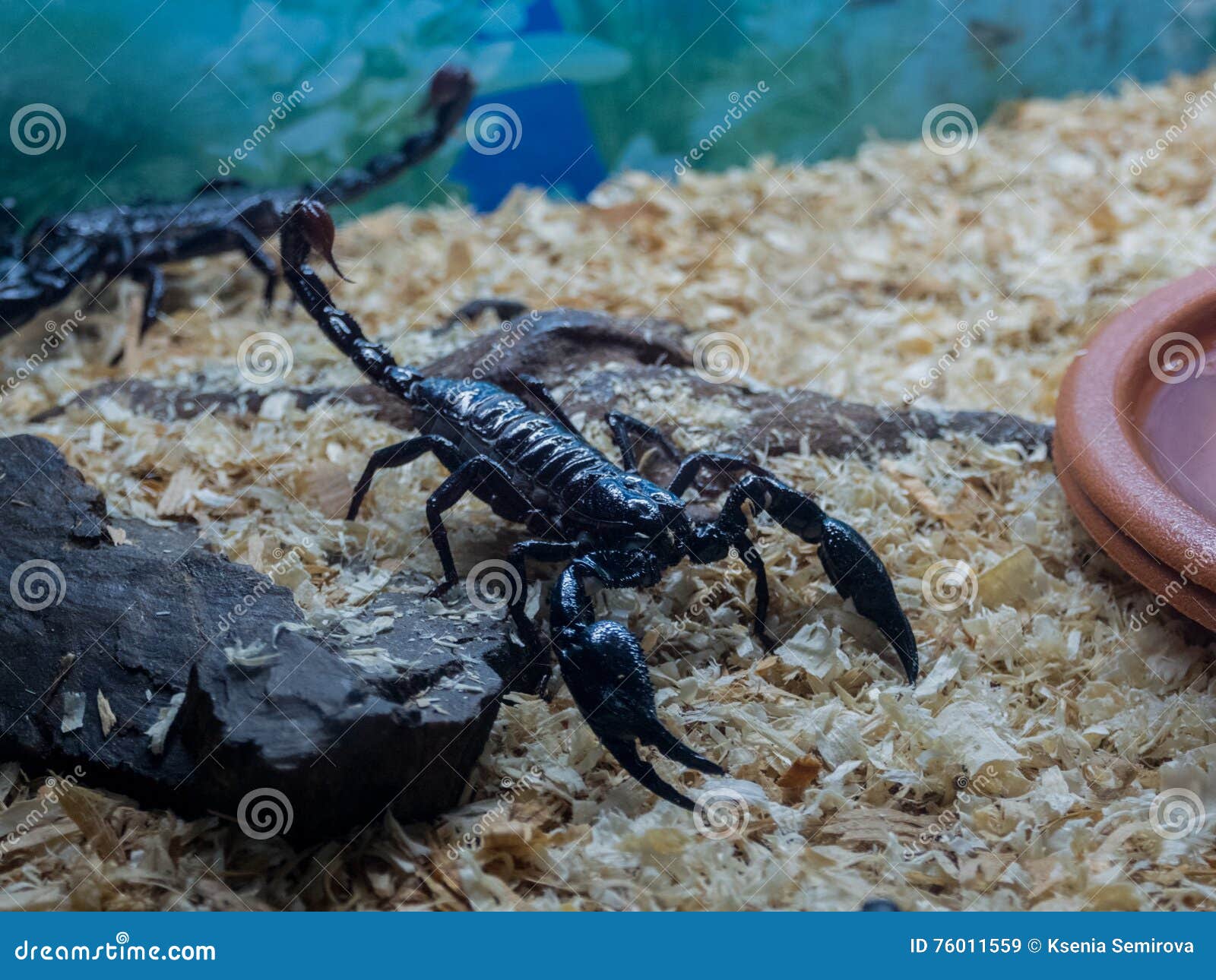 Closeup view of a scorpion stock image. Image of background - 76011559