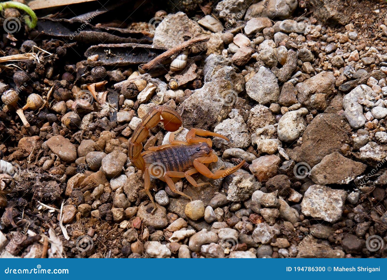 Closeup View of Scorpion Isolated on Surface Stock Photo - Image of ...