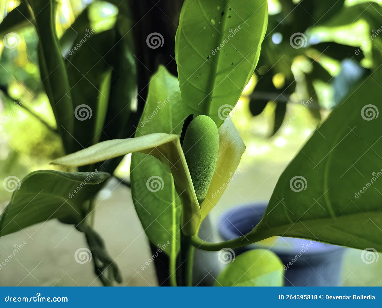 Closeup View and Selective Focus of Small Jackfruit on a Plant Stock ...