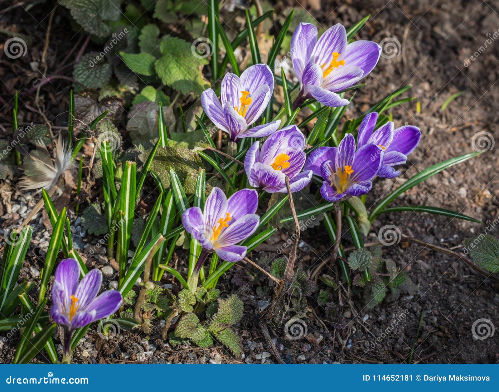 Several Crocuses Growing from Black Soil in Springtime Stock Image ...