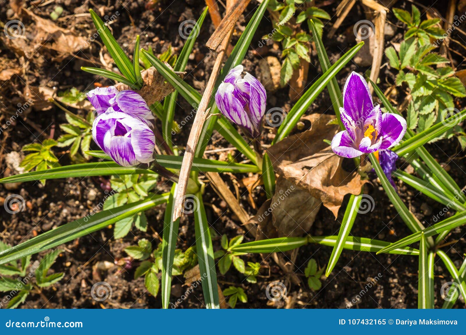 Several Partially Opened Crocuses Growing from Black Soil in Springtime ...