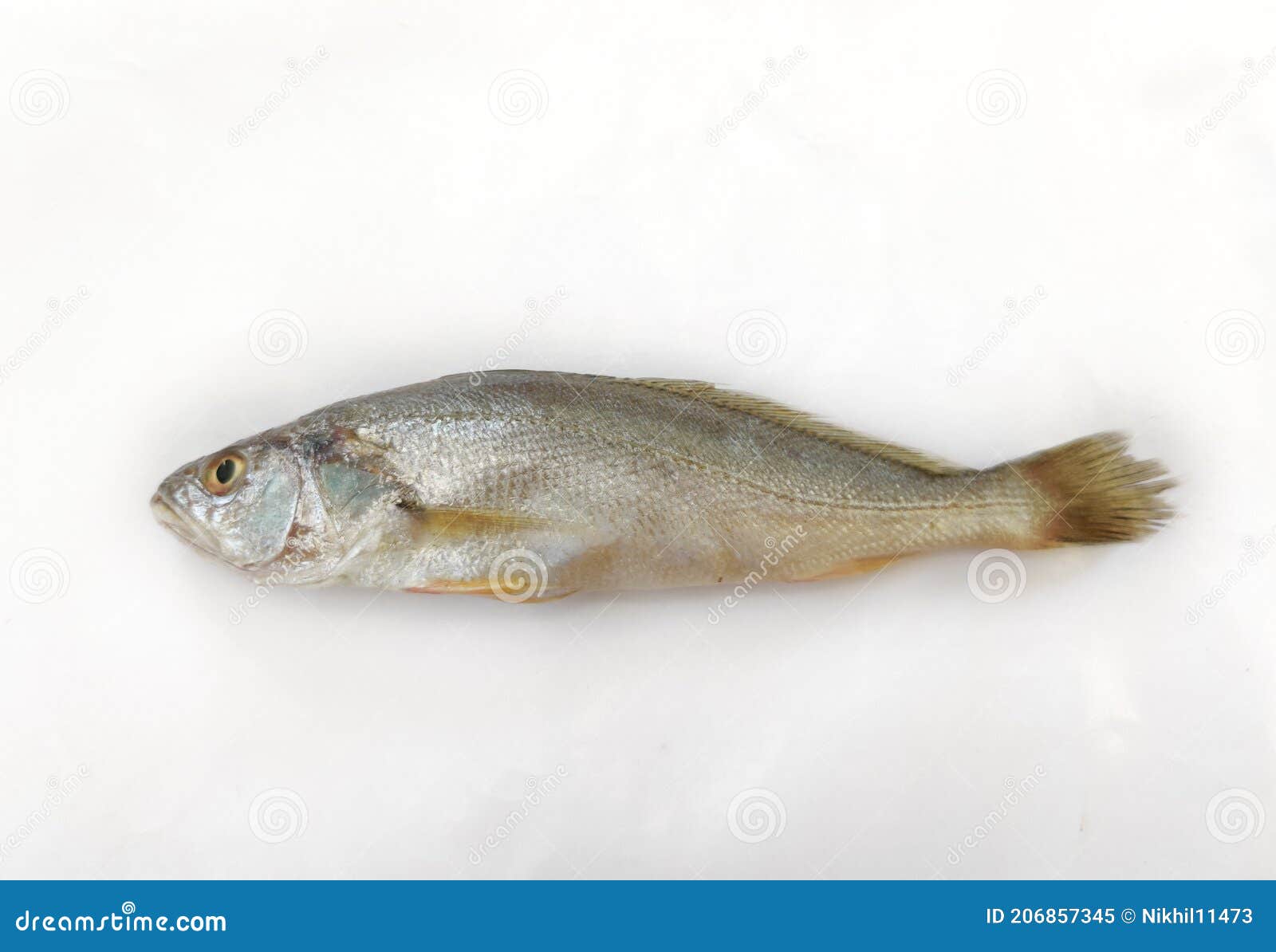 Closeup View of Silver Croaker Fish Isolated on White Background ...