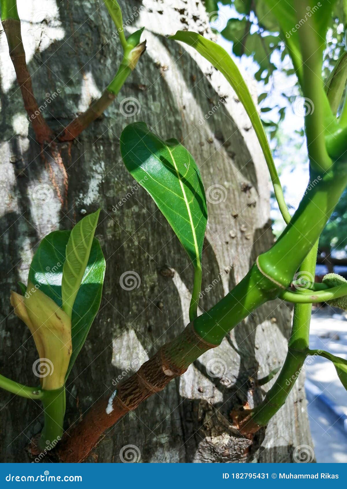 Closeup View of Small Branches of Jack Tree Stock Image - Image of ...