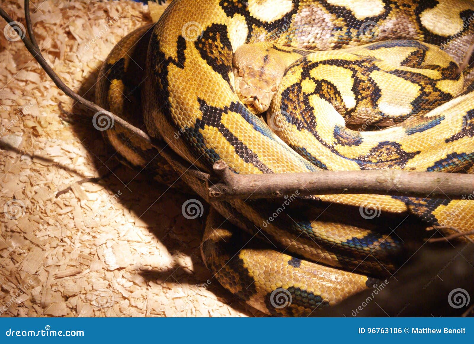 Closeup View of a Snake stock photo. Image of detail - 96763106