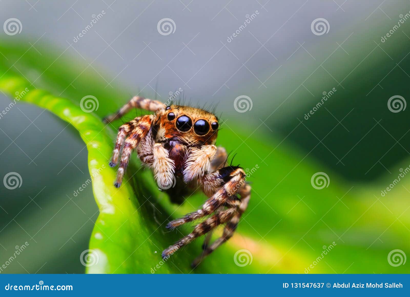 Spider in nature stock image. Image of people, close - 131547637