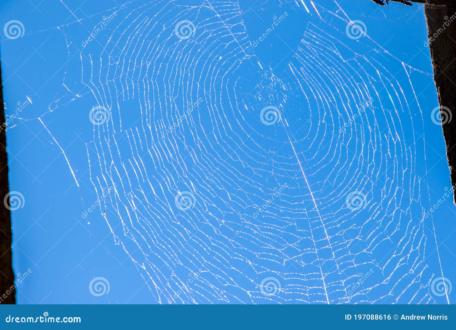 Spider Web Design stock photo. Image of copy, background - 197088616