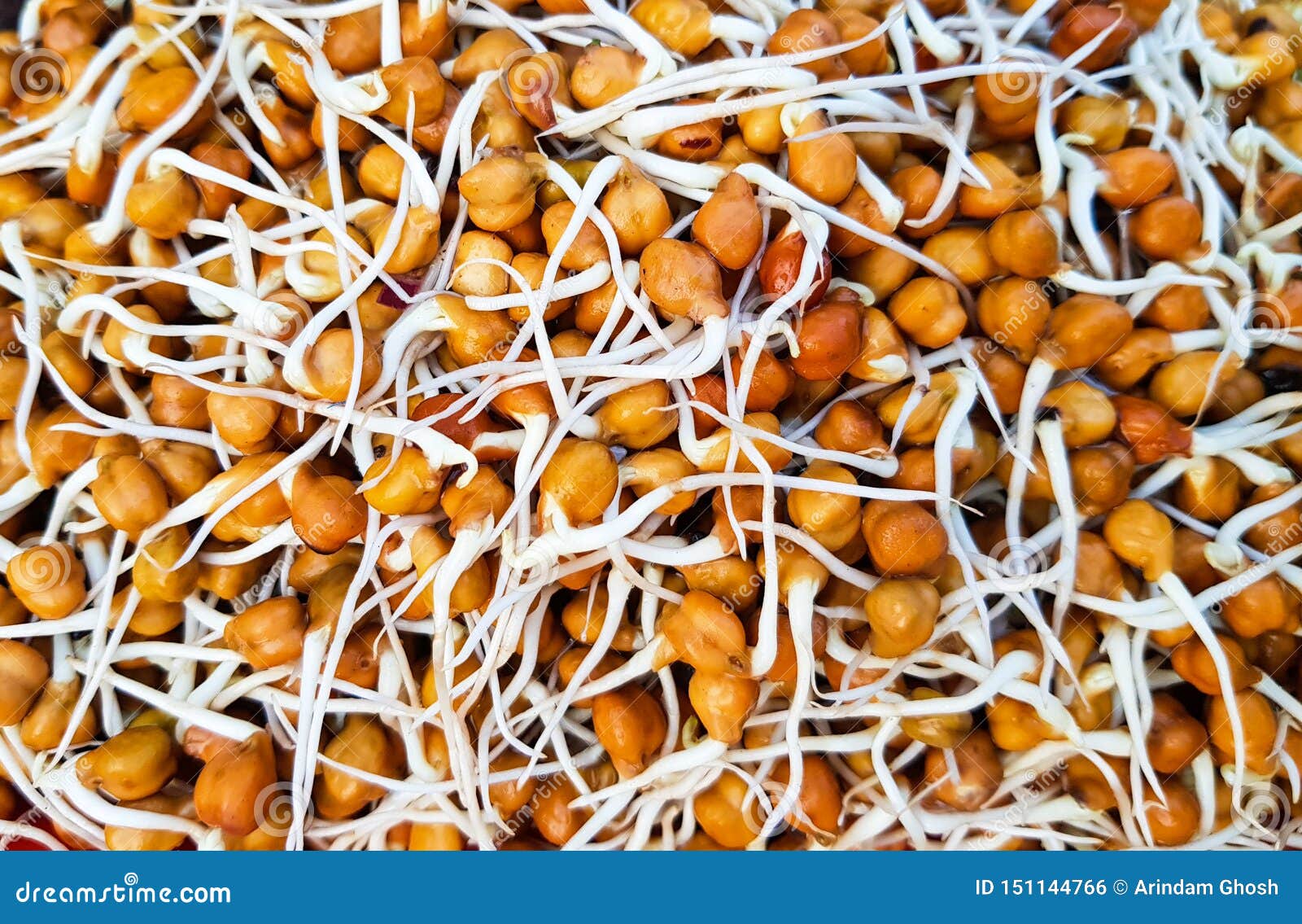 Closeup View of Sprouted Chickpea Bengal Gram with White Long Roots ...