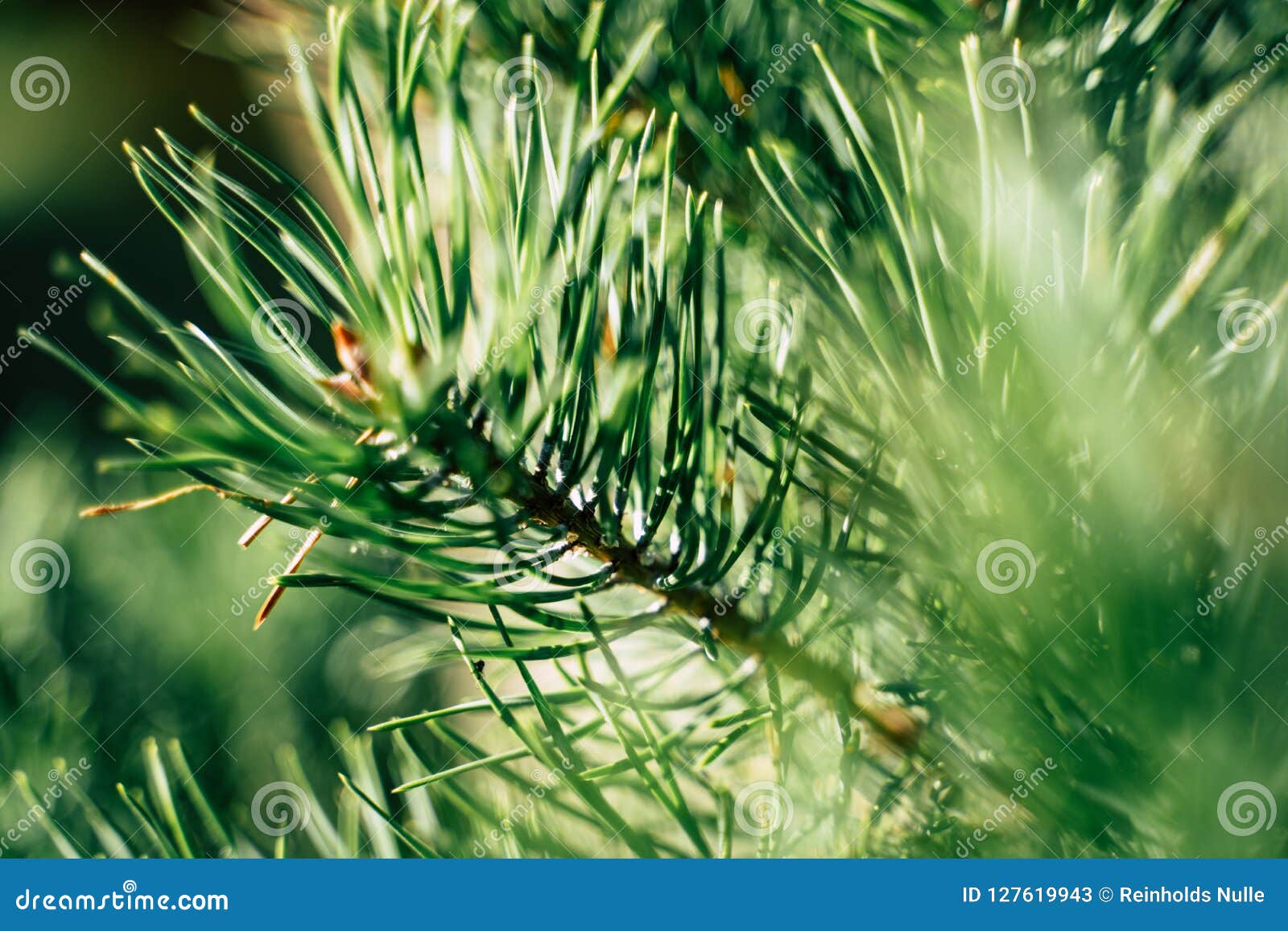 Closeup View of the Spruce Needles Stock Image - Image of natural ...