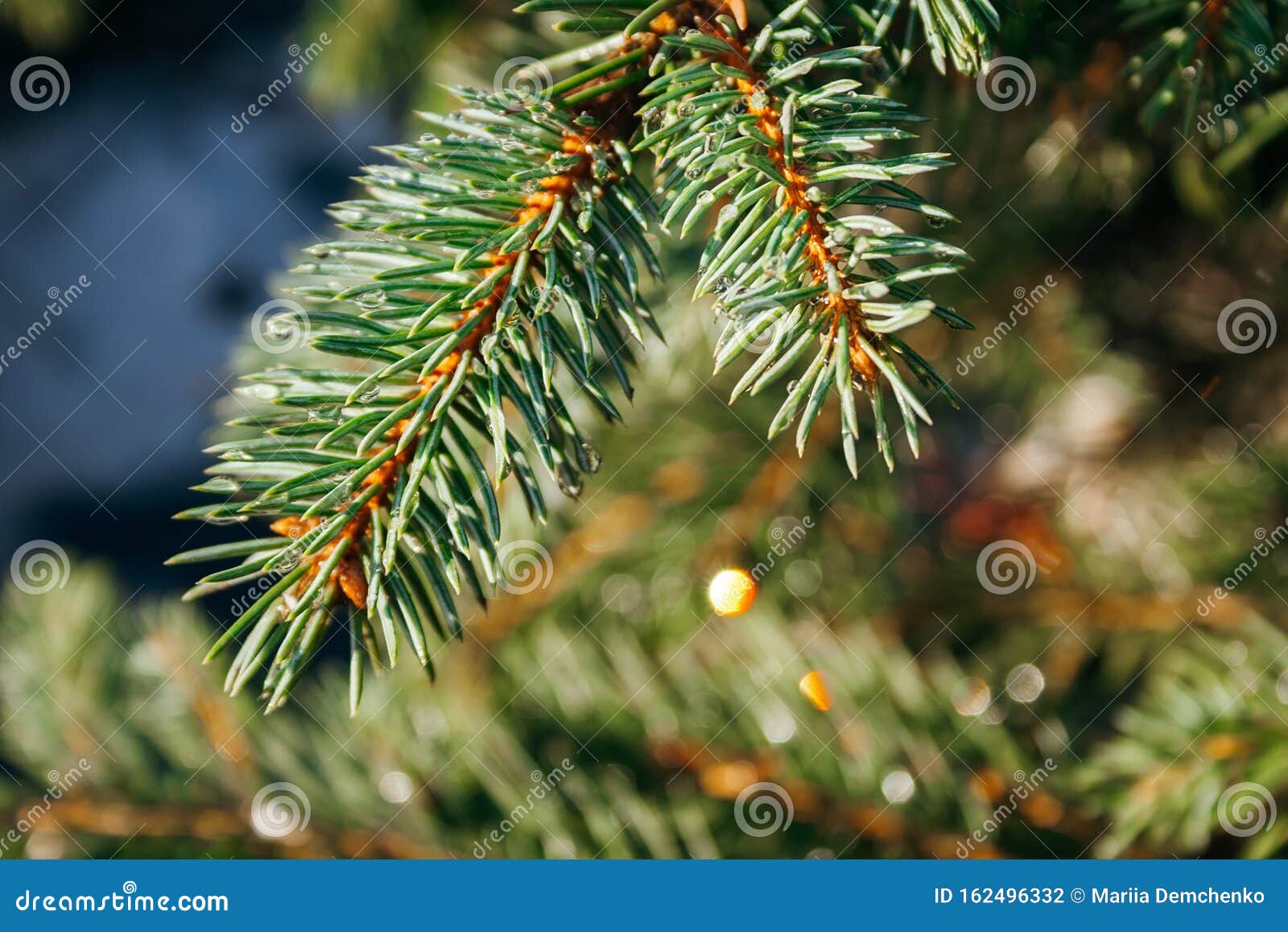 Closeup View of a Spruce Tree with Water Droplets on Needles Under the ...