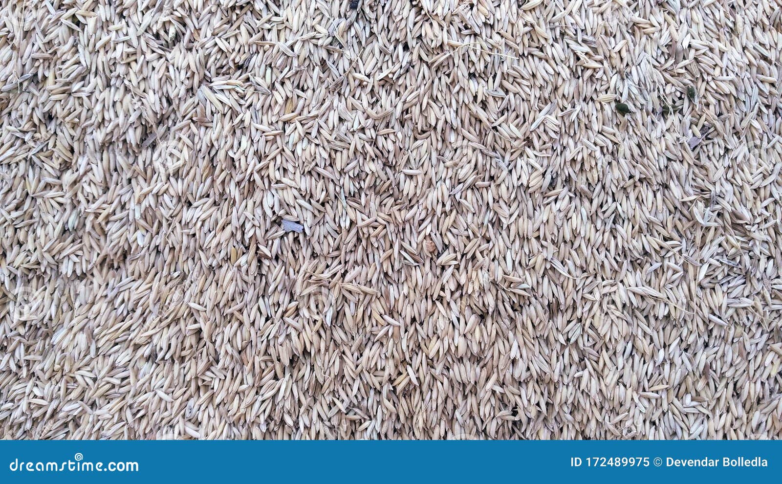 Closeup View of a Stack of Paddy Grains Stock Image - Image of stack ...