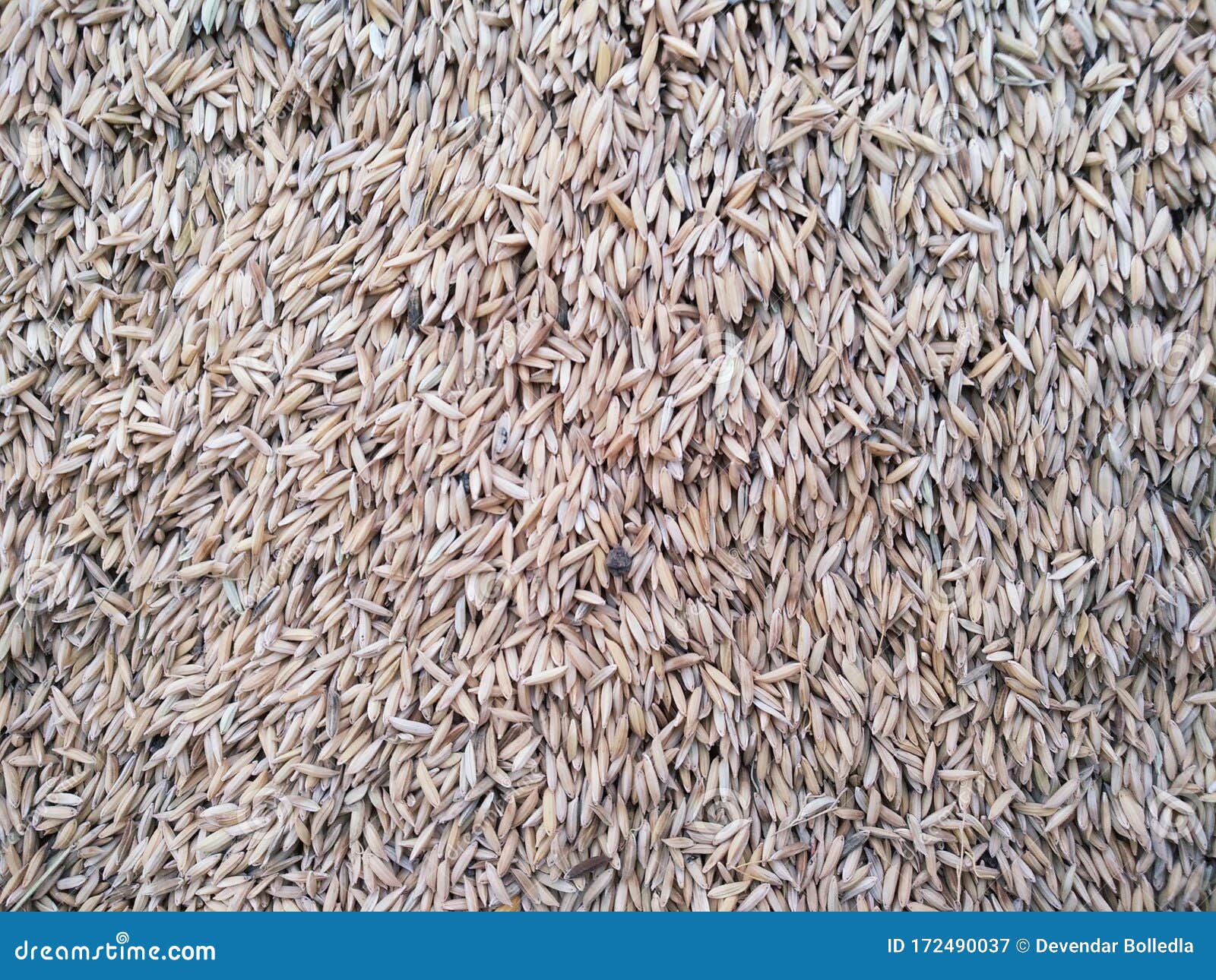 Closeup View of Stack of Paddy Grains Stock Image - Image of grains ...