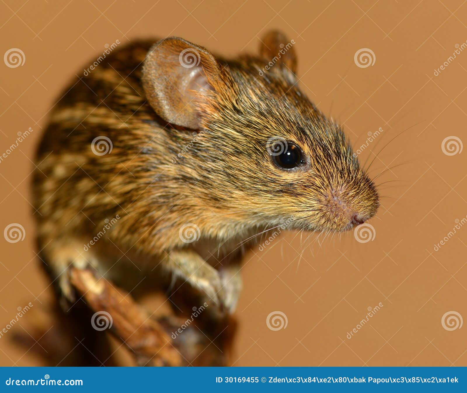 Portrait of Striped Grass Mouse Stock Image - Image of rodent ...