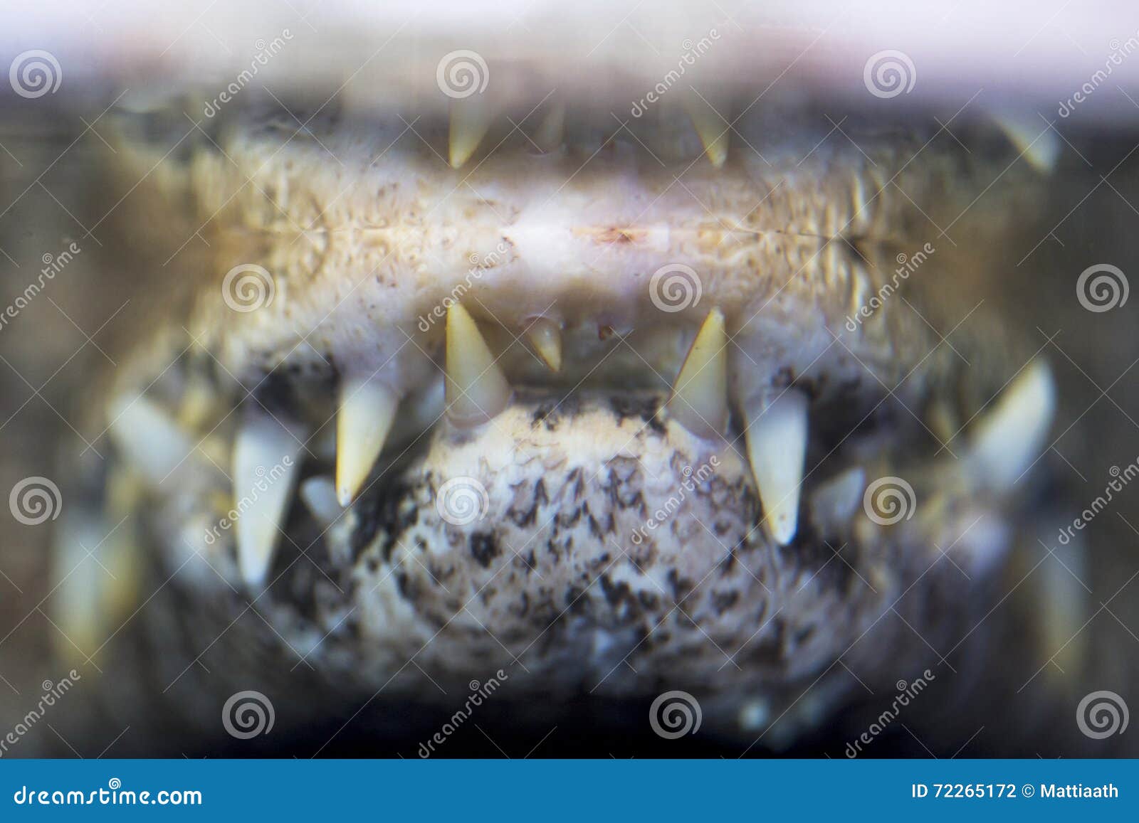 Closeup View of Teeth of a Threatening Spectacled Caiman Stock Photo ...
