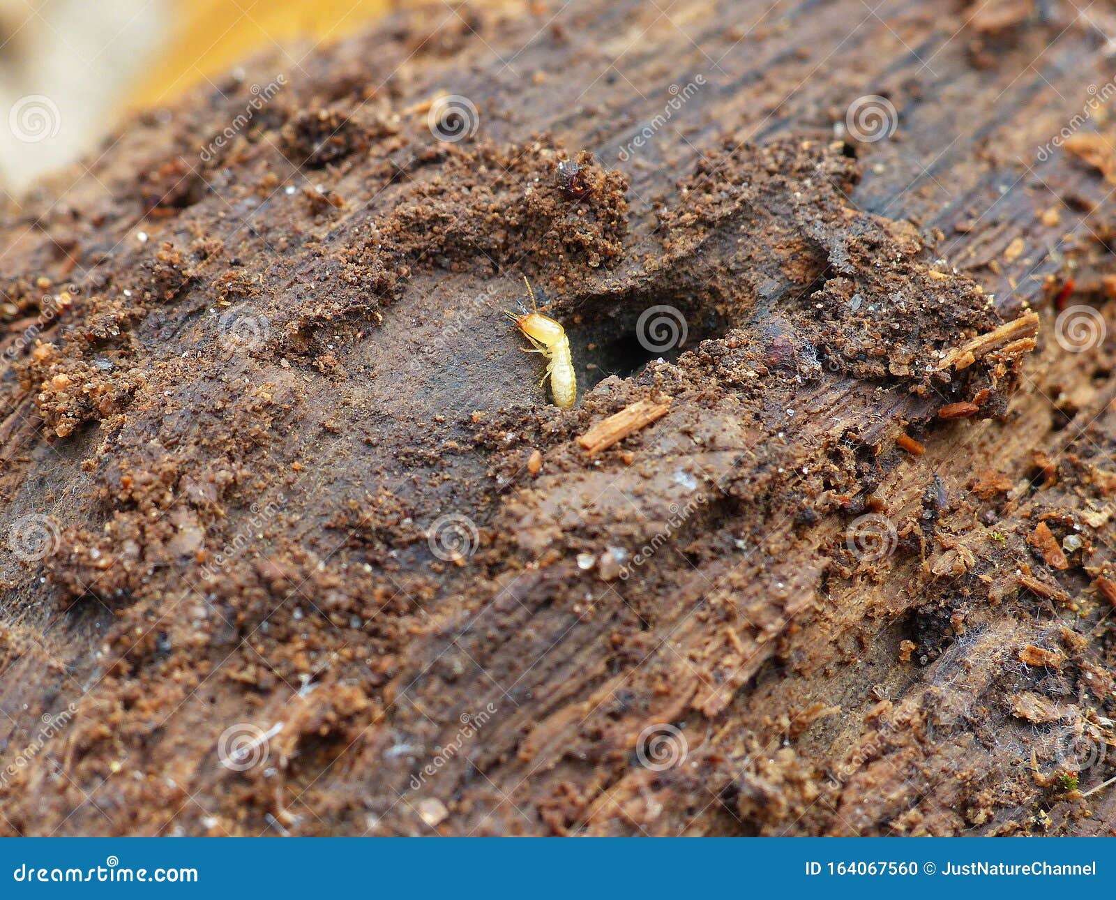 Termite in Log 1 stock photo. Image of light, brown - 164067560