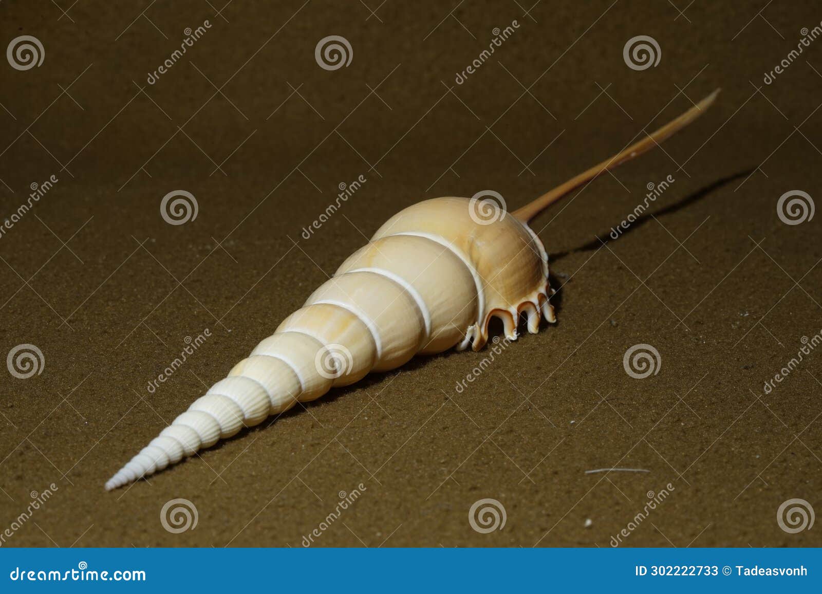 Closeup View of Tibia Fusus Stock Image - Image of marine, natural ...