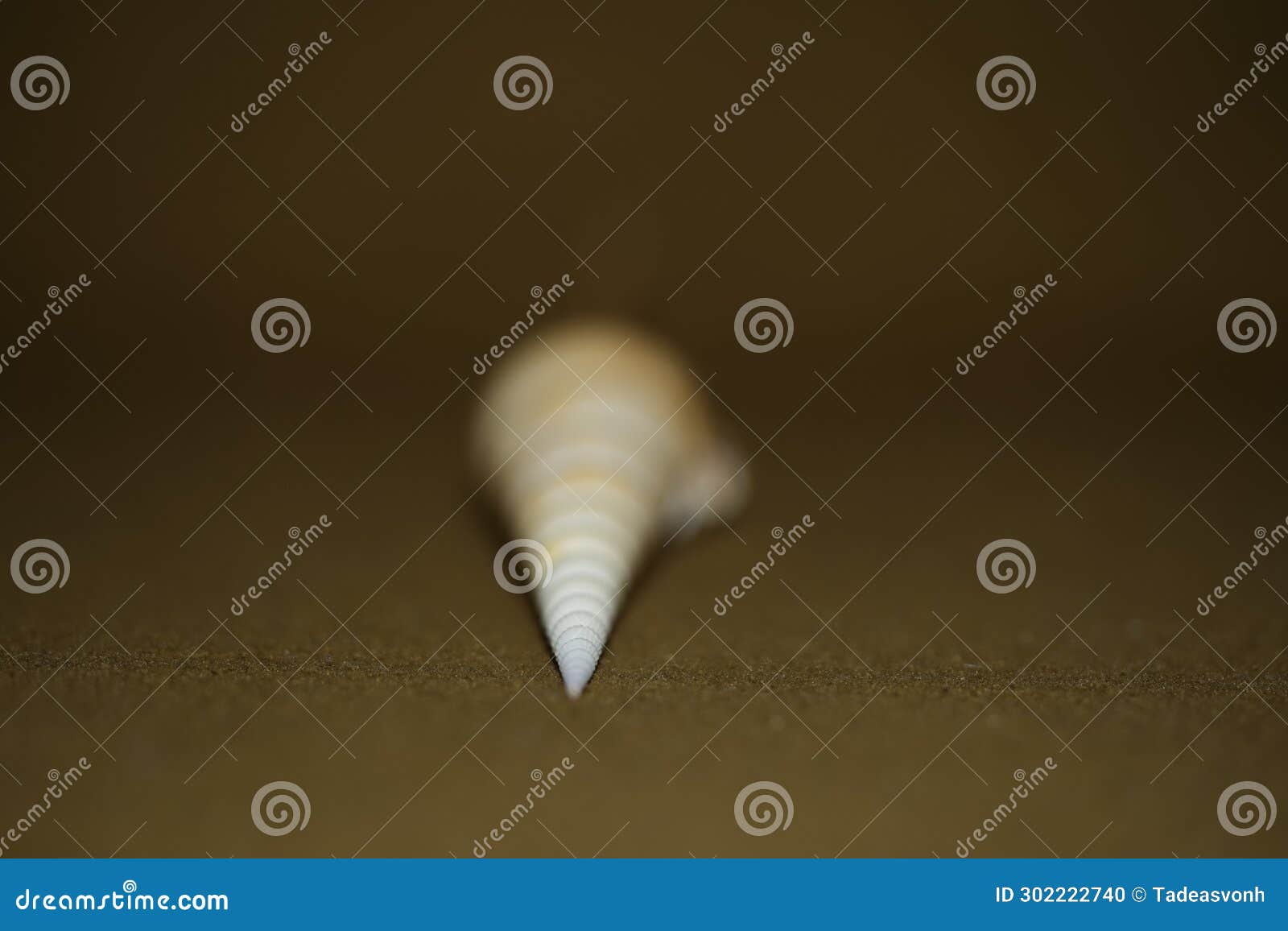 Closeup View of Tibia Fusus Stock Photo - Image of detail, animal ...