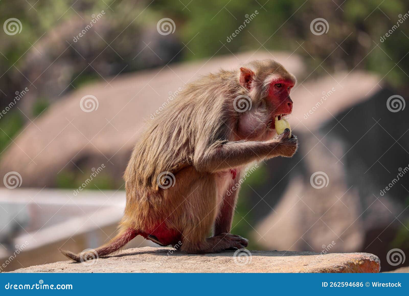 Closeup View of a Tiny Monkey Standing on the Satone and Digging Up on ...
