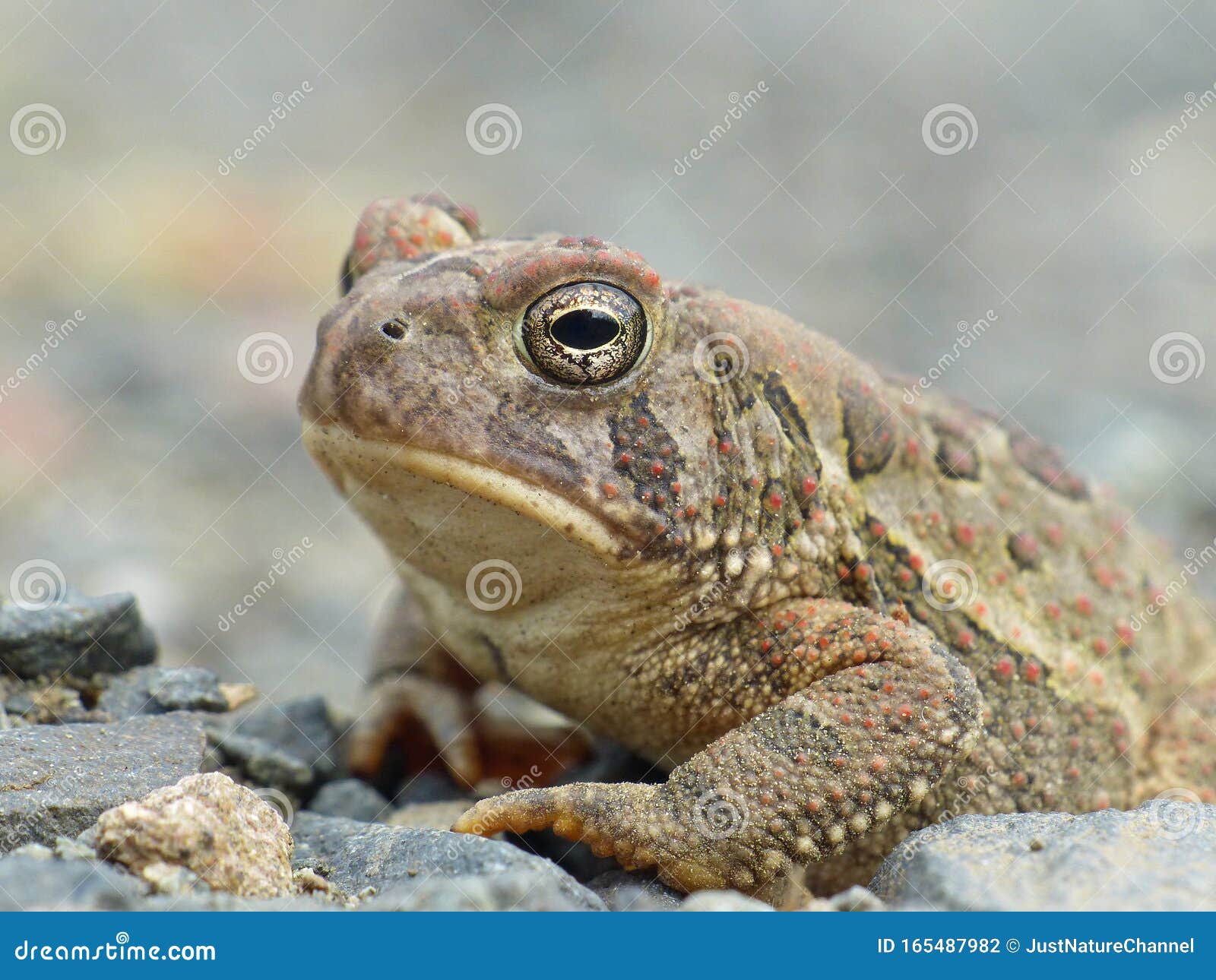 Toad Face stock photo. Image of background, sitting - 165487982