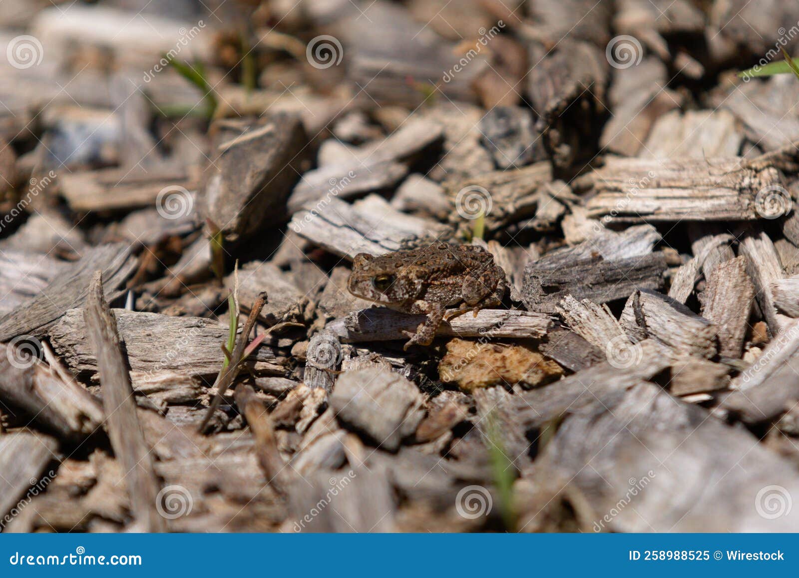 Closeup View of a Toad Standing among Pieces of Wood Stock Image ...