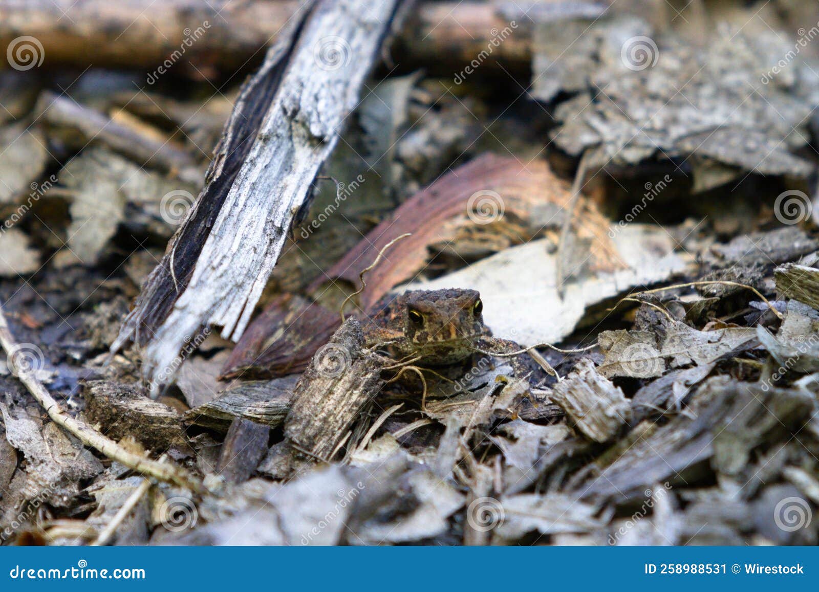 Closeup View of a Toad Standing among Pieces of Wood Stock Image ...